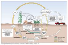 Simbiotiese stikstofbinding - Bladsye [1] - Wêreld ensiklopediese kennis