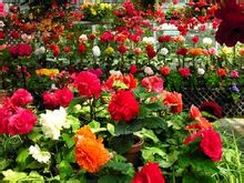 Tropiese orgideë - Bladsye [1] - Wêreld ensiklopediese kennis