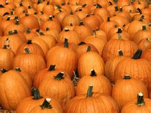 Pampoen - Bladsye [1] - Wêreld ensiklopediese kennis