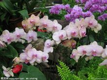 Orgideë - Bladsye [1] - Wêreld ensiklopediese kennis