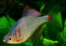 Rhodeus OCELLATUS - Bladsye [1] - Wêreld ensiklopediese kennis