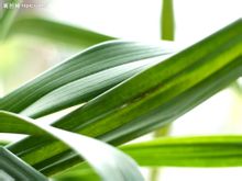 Skadu-verdraagsaam plante - Bladsye [1] - Wêreld ensiklopediese kennis