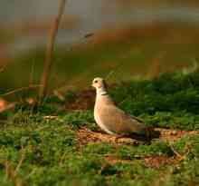 Duiwe - Bladsye [1] - Wêreld ensiklopediese kennis