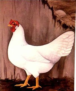 Wit Leghorn hoenders - Bladsye [1] - Wêreld ensiklopediese kennis