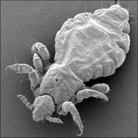 Kopluise - Bladsye [1] - Wêreld ensiklopediese kennis