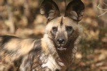 Wildehonde - Bladsye [1] - Wêreld ensiklopediese kennis