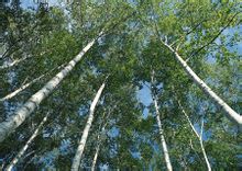 Bosbou - Bladsye [2] - Wêreld ensiklopediese kennis