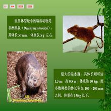 Prairie zokor - Bladsye [1] - Wêreld ensiklopediese kennis