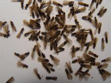 Odontotermes termiete - Bladsye [1] - Wêreld ensiklopediese kennis