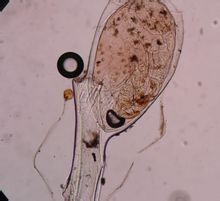 Kopluise - Bladsye [1] - Wêreld ensiklopediese kennis