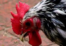 Gemerseriseerde hoender - Bladsye [3] - Wêreld ensiklopediese kennis