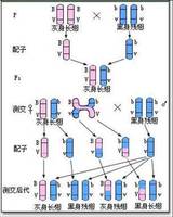 Genetiese koppeling - Bladsye [1] - Wêreld ensiklopediese kennis