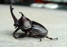 Renoster kewers - Bladsye [1] - Wêreld ensiklopediese kennis