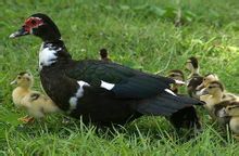 Makou - Bladsye [2] - Wêreld ensiklopediese kennis