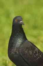 Duiwe - Bladsye [1] - Wêreld ensiklopediese kennis