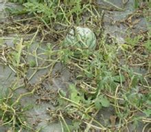 Waatlemoen - Bladsye [4] - Wêreld ensiklopediese kennis