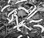 Sywurm - Bladsye [1] - Wêreld ensiklopediese kennis
