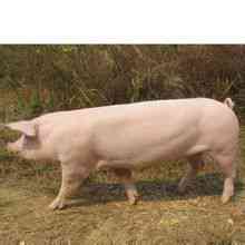 Landras - Bladsye [1] - Wêreld ensiklopediese kennis