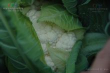 Blomkool - Bladsye [4] - Wêreld ensiklopediese kennis