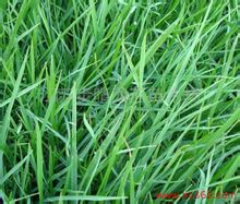 Raaigras - Bladsye [1] - Wêreld ensiklopediese kennis