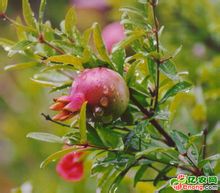 Granaatboom - Bladsye [2] - Wêreld ensiklopediese kennis