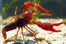 Kreef - Bladsye [1] - Wêreld ensiklopediese kennis