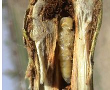 Xylotechus kewers - Bladsye [1] - Wêreld ensiklopediese kennis