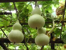 Pampoen - Bladsye [1] - Wêreld ensiklopediese kennis