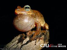 Neotropical - Bladsye [1] - Wêreld ensiklopediese kennis