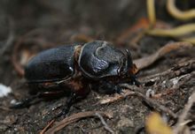 Renoster kewers - Bladsye [1] - Wêreld ensiklopediese kennis