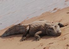 Swart kaaiman - Bladsye [1] - Wêreld ensiklopediese kennis