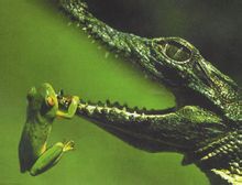Swart kaaiman - Bladsye [1] - Wêreld ensiklopediese kennis