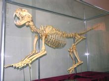 Tiger - Bladsye [3] - Wêreld ensiklopediese kennis