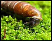 Slakke - Bladsye [1] - Wêreld ensiklopediese kennis