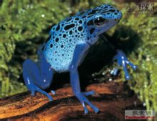 Gif pyl padda - Bladsye [3] - Wêreld ensiklopediese kennis