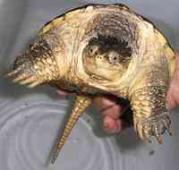 Skilpad - Bladsye [6] - Wêreld ensiklopediese kennis