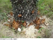 Broodbome - Bladsye [2] - Wêreld ensiklopediese kennis