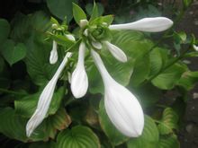 Skadu-verdraagsaam plante - Bladsye [1] - Wêreld ensiklopediese kennis