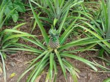 Pynappel - Bladsye [3] - Wêreld ensiklopediese kennis