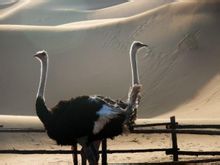 Volstruis - Bladsye [1] - Wêreld ensiklopediese kennis