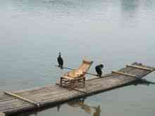 Visvanger - Bladsye [1] - Wêreld ensiklopediese kennis