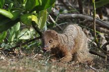 Muishond - Bladsye [1] - Wêreld ensiklopediese kennis