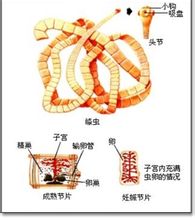 Lintwurm - Bladsye [1] - Wêreld ensiklopediese kennis