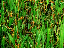 Sprinkaanplaag - Bladsye [1] - Wêreld ensiklopediese kennis