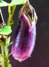 Eiervrug - Bladsye [1] - Wêreld ensiklopediese kennis