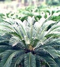 Taitung broodboom - Bladsye [3] - Wêreld ensiklopediese kennis