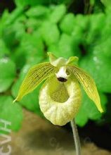 Tropiese orgideë - Bladsye [1] - Wêreld ensiklopediese kennis