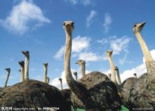 Volstruis - Bladsye [2] - Wêreld ensiklopediese kennis