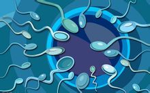 Bevrugting - Bladsye [1] - Wêreld ensiklopediese kennis