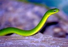 Groen slang - Bladsye [1] - Wêreld ensiklopediese kennis